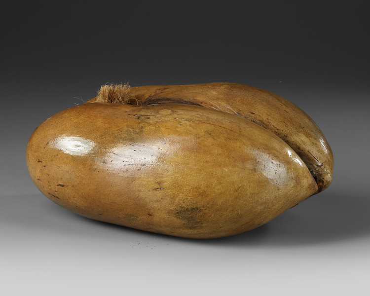 COCO DE MER, LODOICEA MALDIVICA