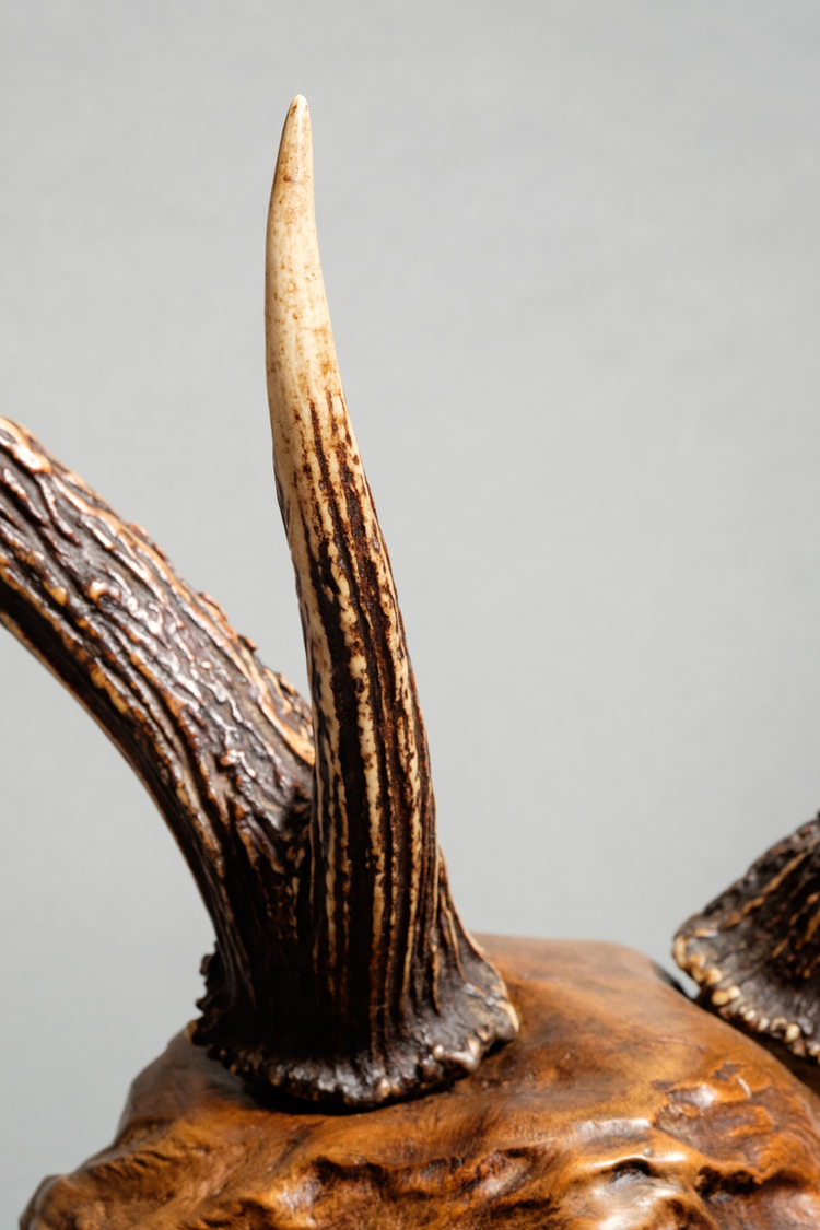 A sword stand formed by an antler of a stag